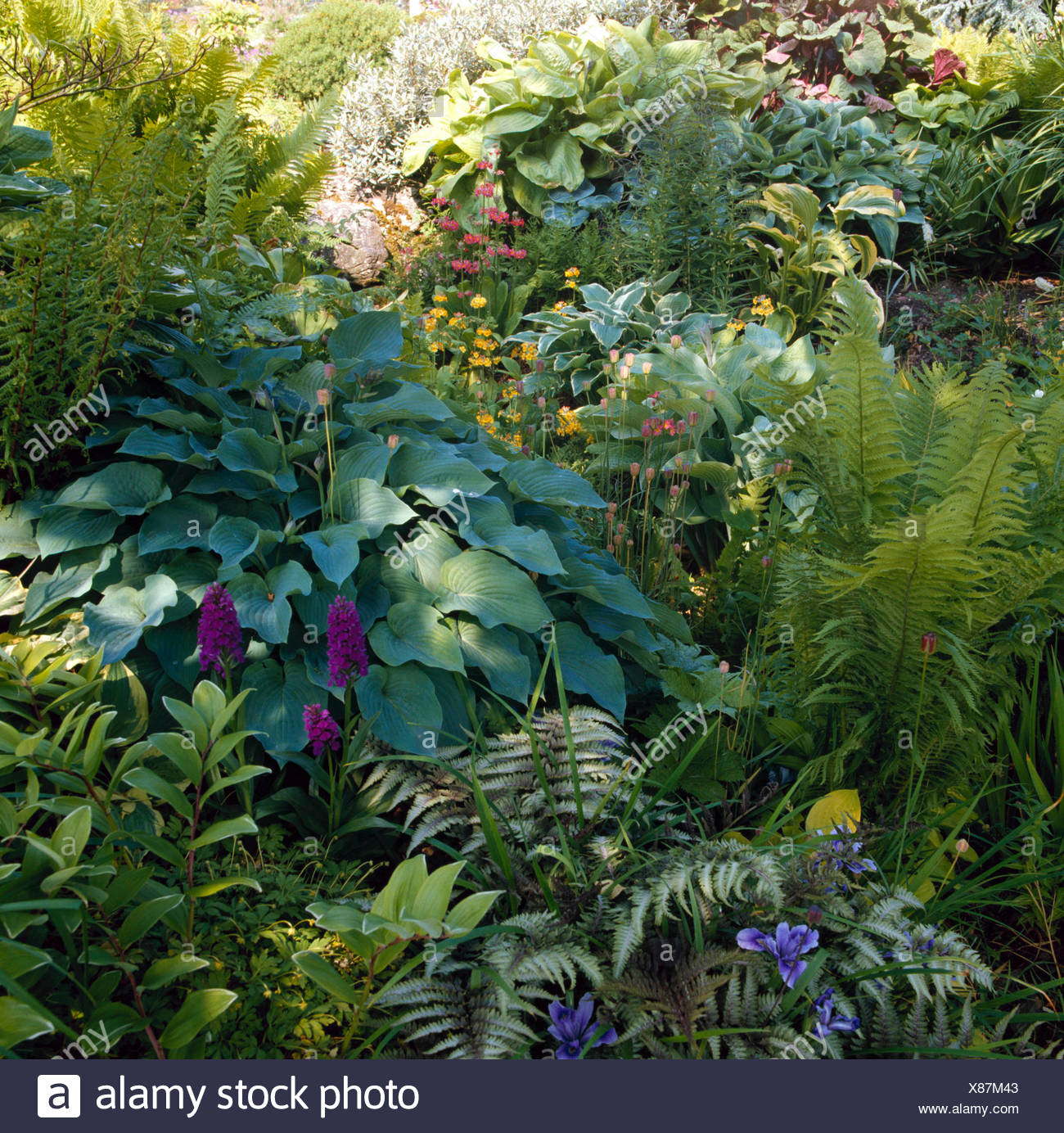 Hostas And Ferns High Resolution Stock Photography and Images - Alamy