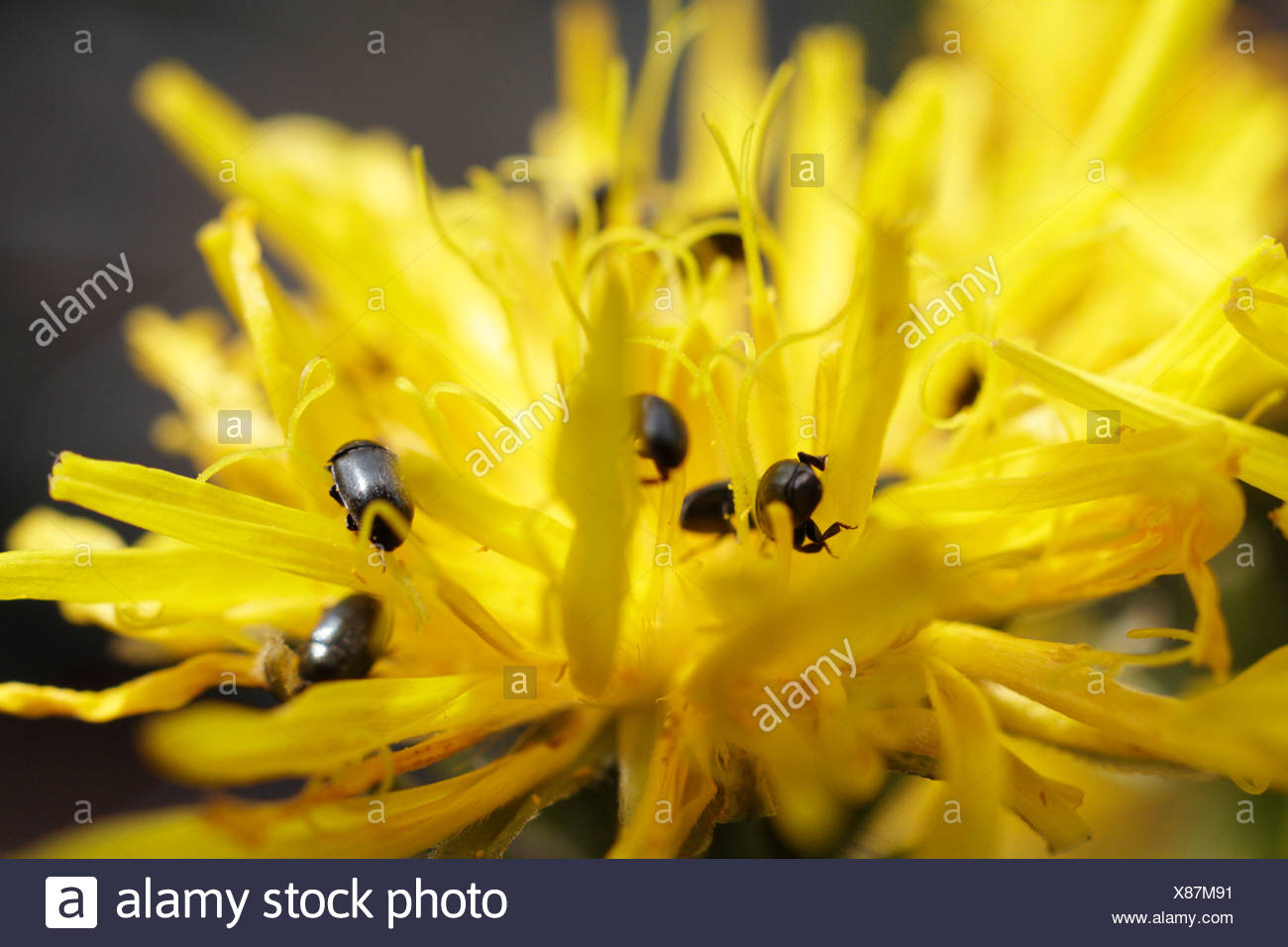 Sap Feeding High Resolution Stock Photography and Images - Alamy