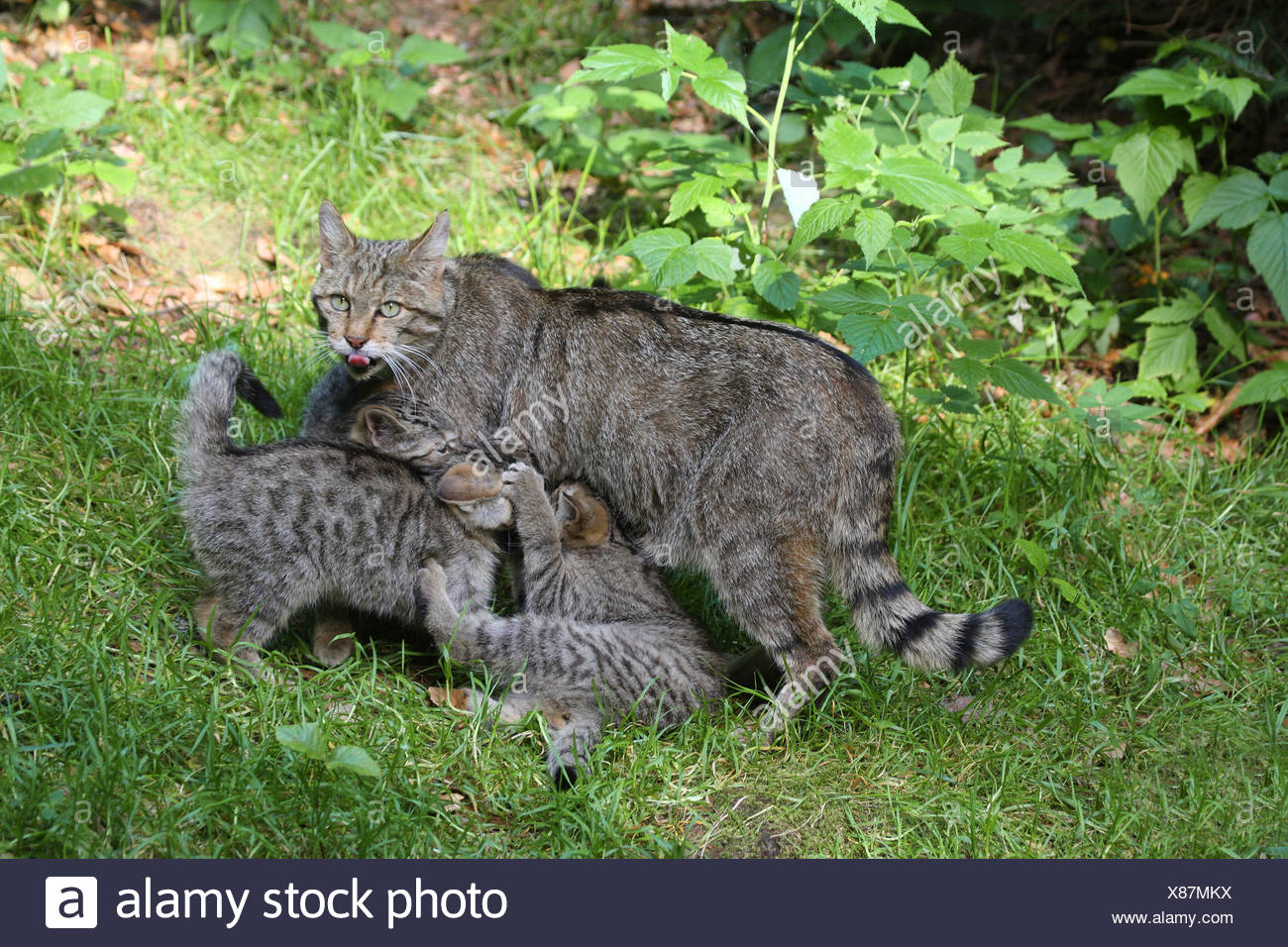 Wildcat European Stock Photos & Wildcat European Stock Images - Alamy