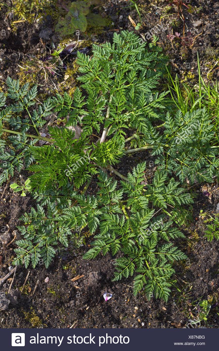 Schierling Stock Photos & Schierling Stock Images - Alamy