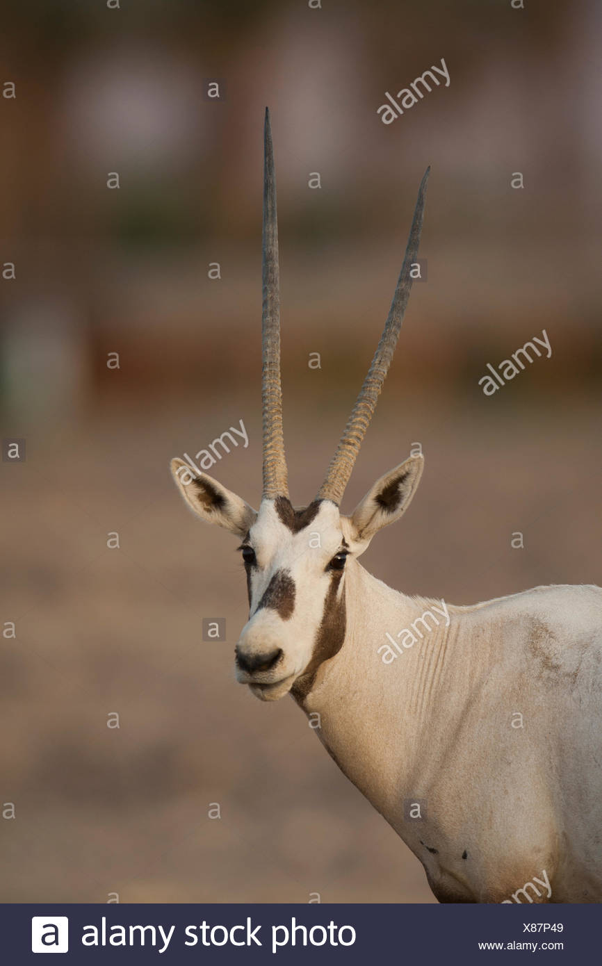 Leucoryx High Resolution Stock Photography and Images - Alamy