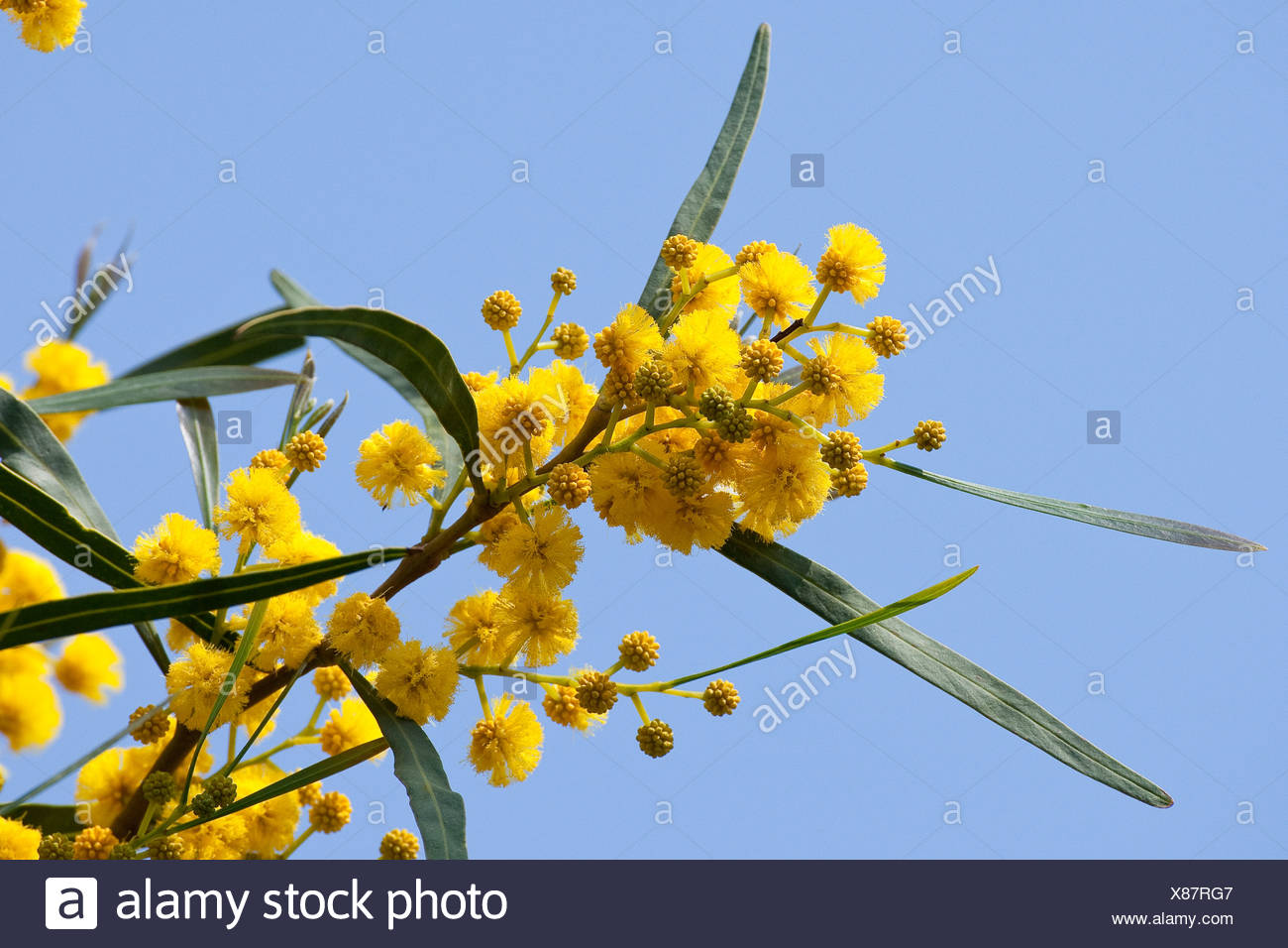 Golden Wattle Stock Photos & Golden Wattle Stock Images - Alamy
