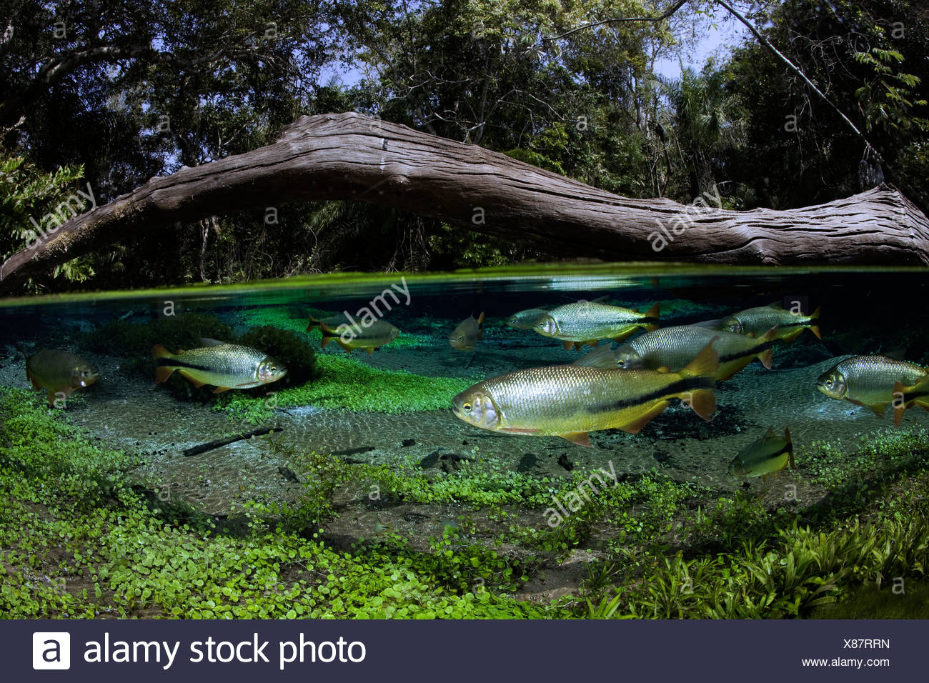 Rio Sucuri High Resolution Stock Photography and Images - Alamy