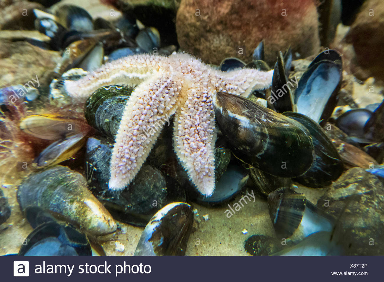 Common Starfish Or Common Sea Star Asterias Rubens Stock Photos ...