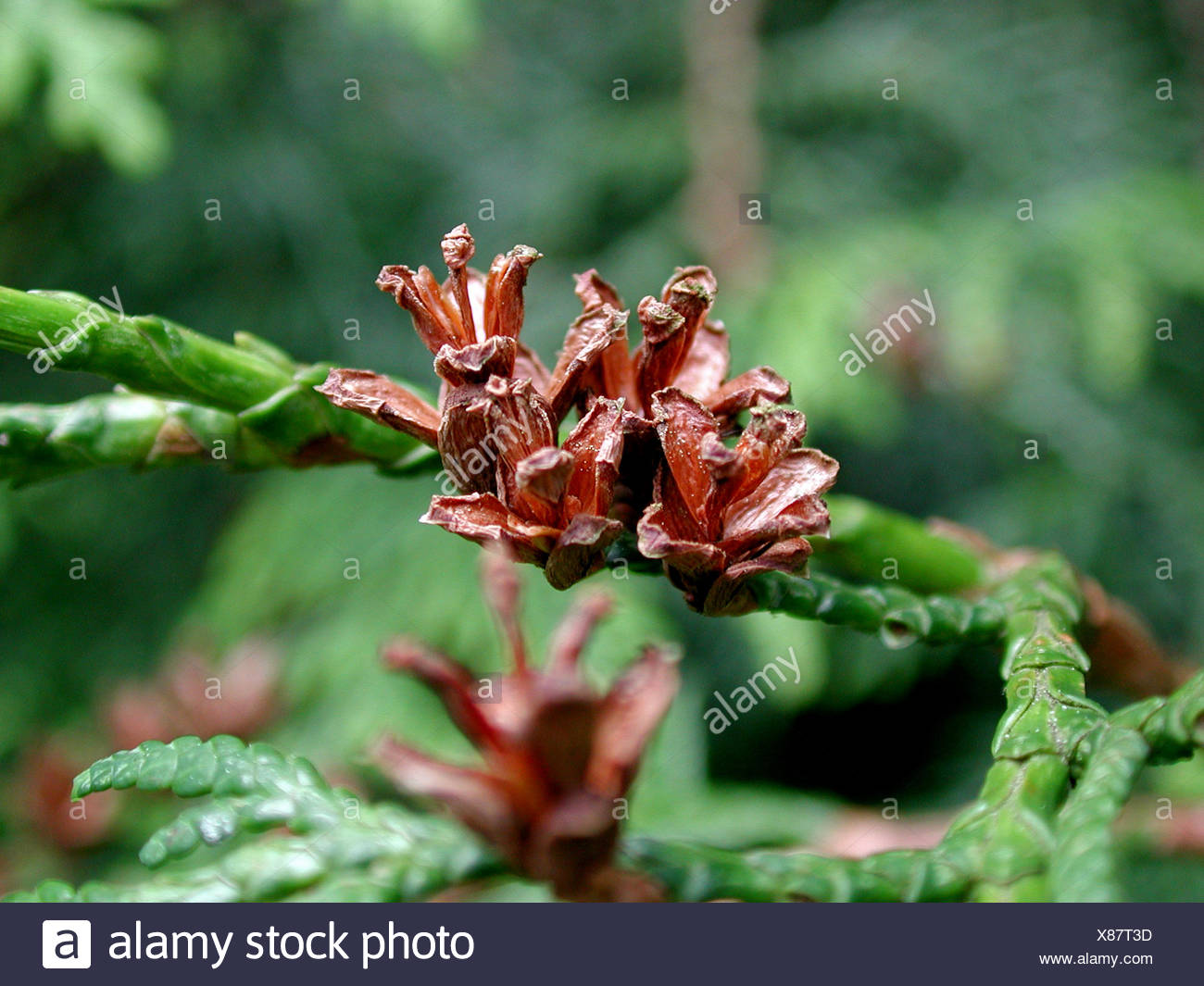 Thuja Cone High Resolution Stock Photography and Images - Alamy