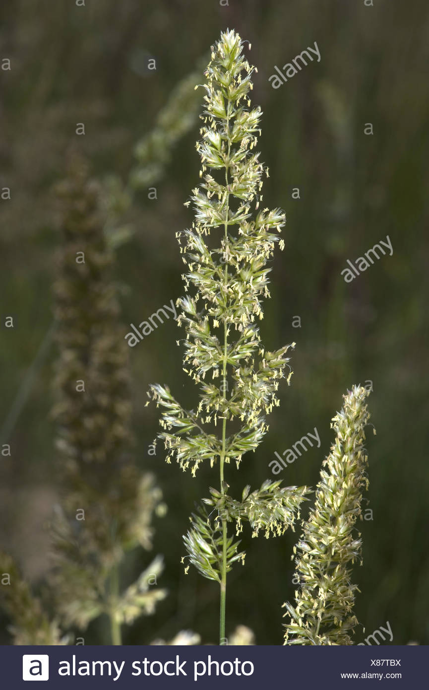 Poa Badensis High Resolution Stock Photography and Images - Alamy
