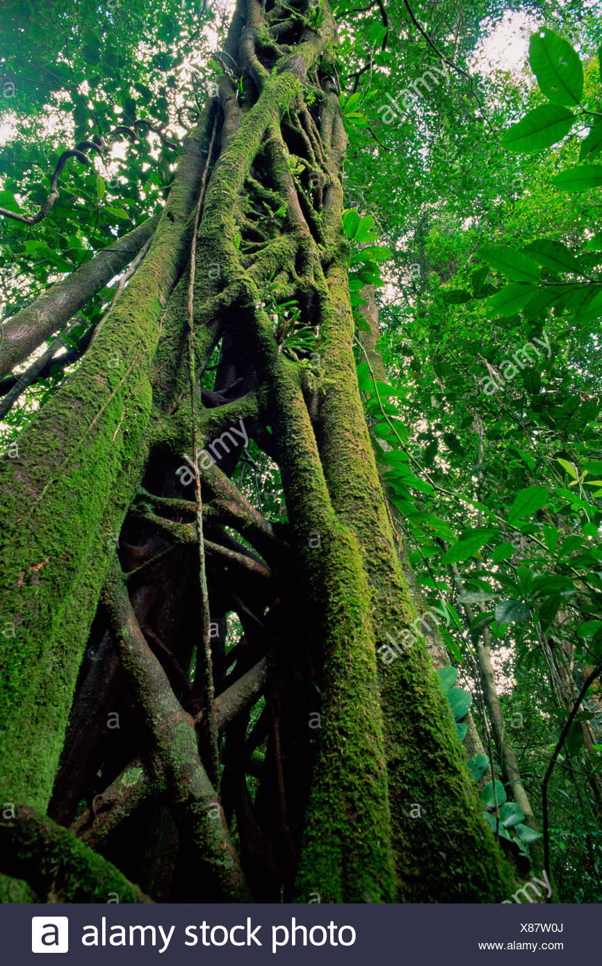 Fig Tree Ficus Sp High Resolution Stock Photography and Images - Alamy