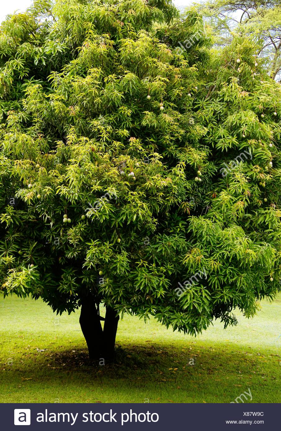 Mango Tree High Resolution Stock Photography and Images - Alamy