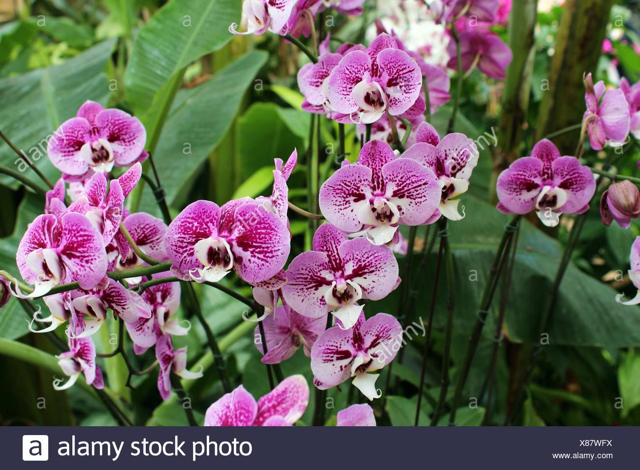 Doritaenopsis High Resolution Stock Photography and Images - Alamy
