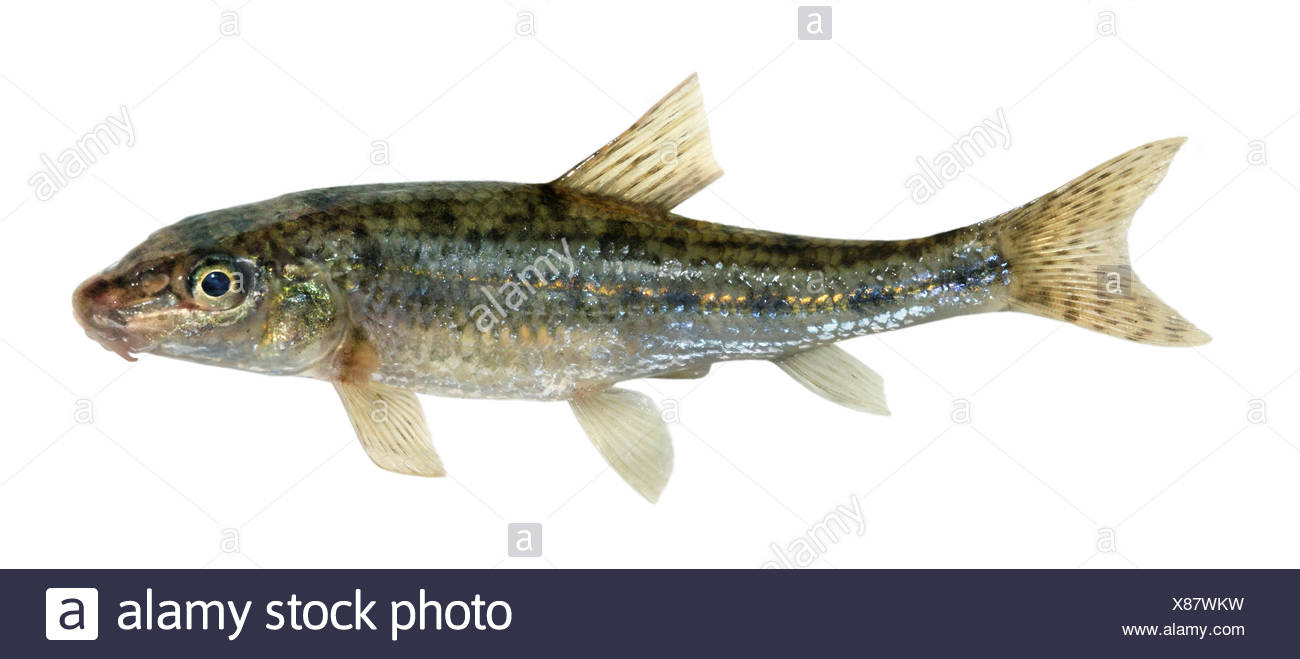Gudgeon Fish Stock Photos & Gudgeon Fish Stock Images - Alamy