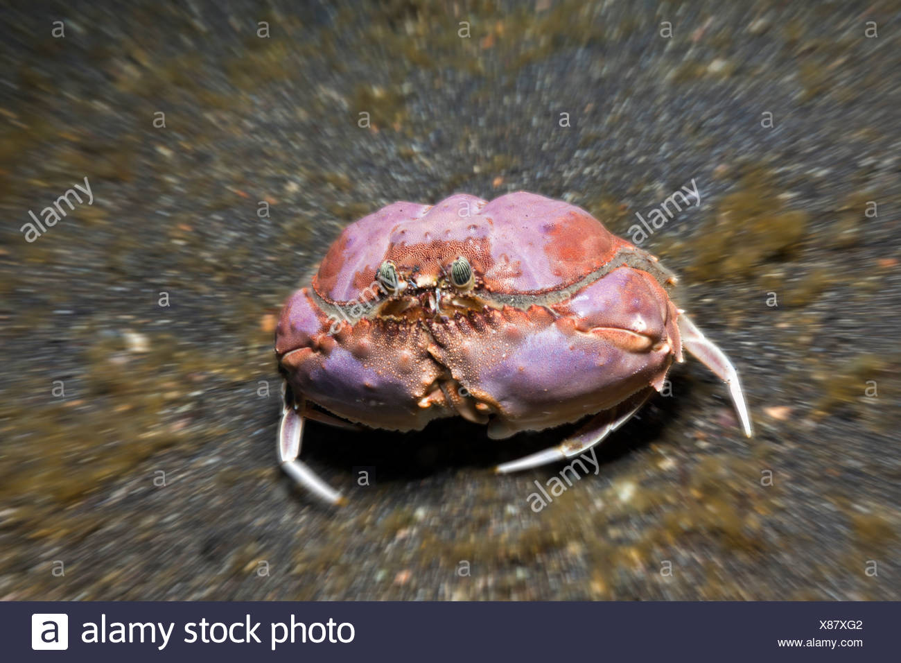 Box Crab Calappa Calappa Lembeh High Resolution Stock Photography and ...