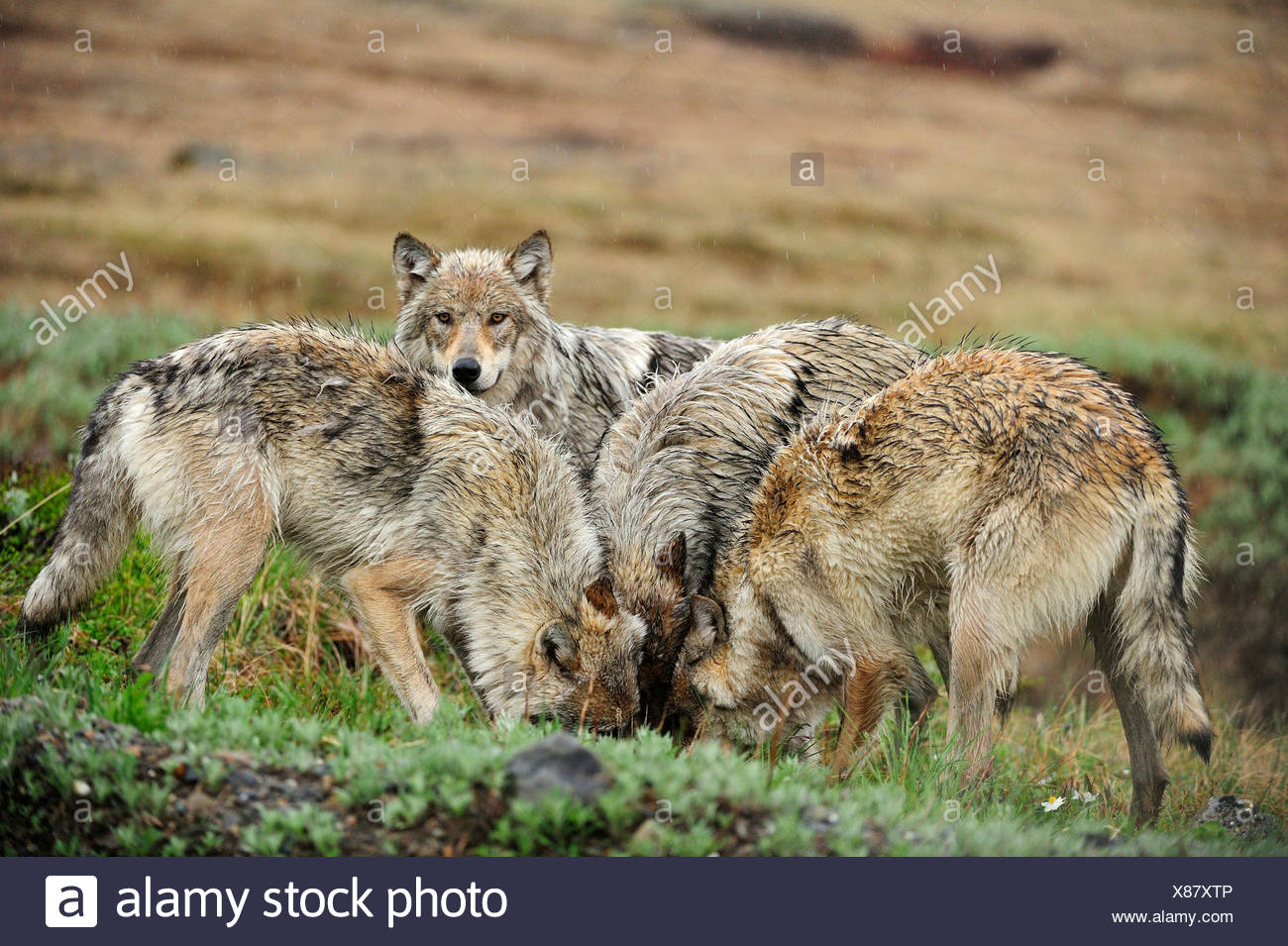 Arctic Wolves Stock Photos & Arctic Wolves Stock Images - Alamy
