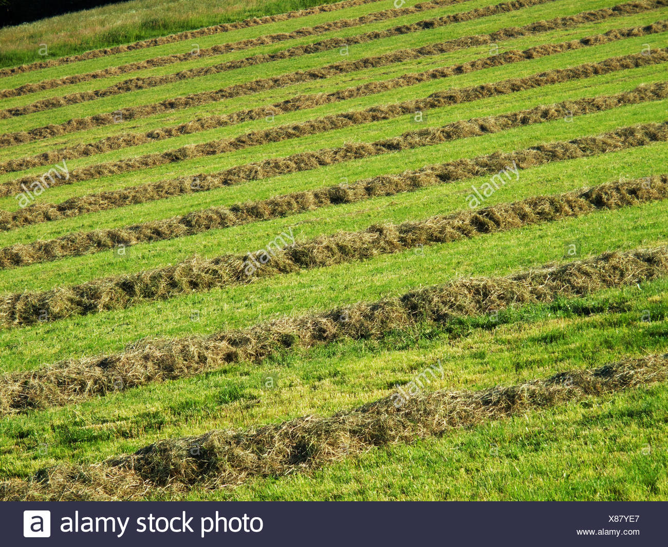 Straw Windrows Stock Photos & Straw Windrows Stock Images - Alamy