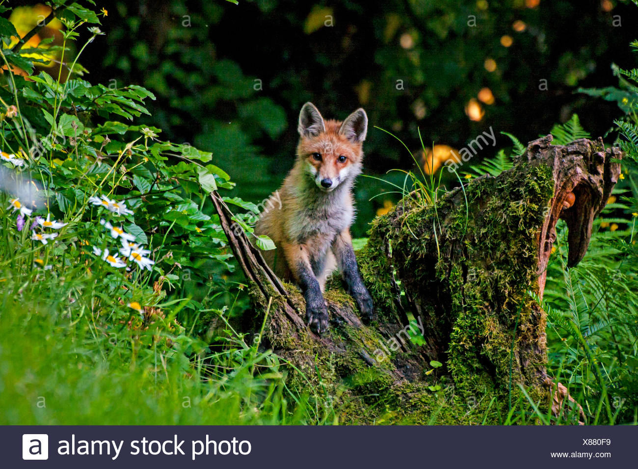 Juvenile Red Fox Stock Photos & Juvenile Red Fox Stock Images - Alamy