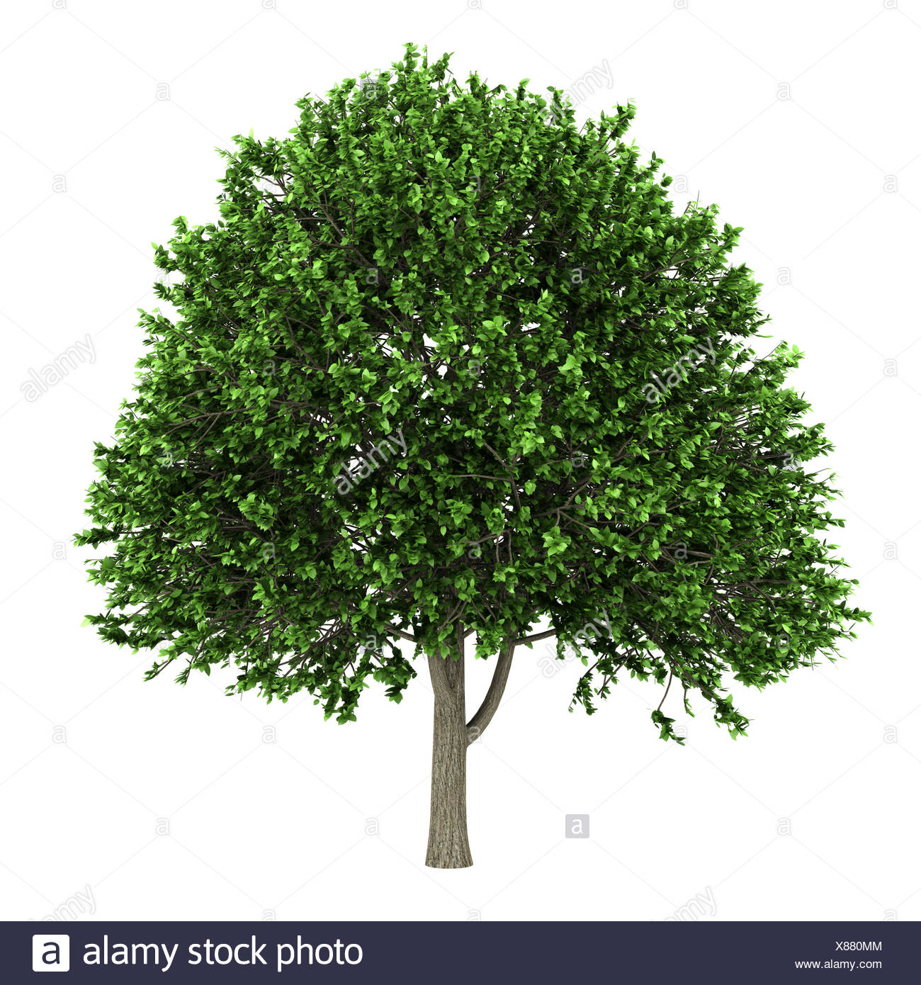 American Elm Stock Photos & American Elm Stock Images - Alamy