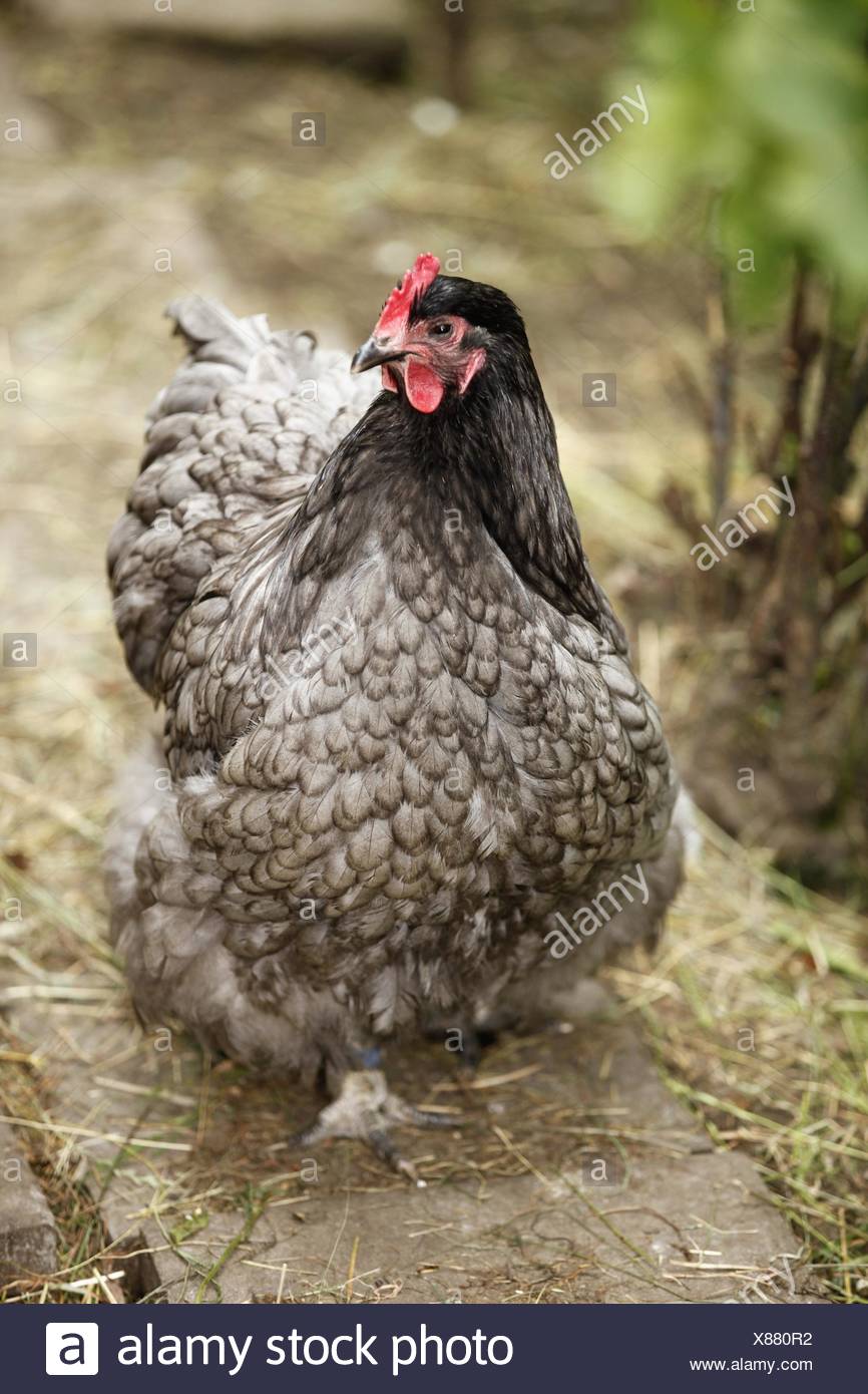 Orpingtons High Resolution Stock Photography and Images - Alamy