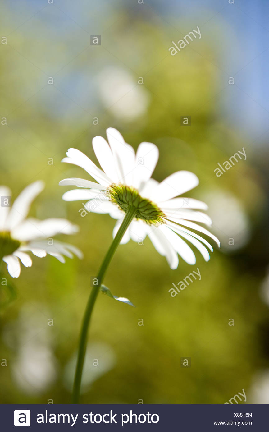 Ox Eye Flower High Resolution Stock Photography and Images - Alamy