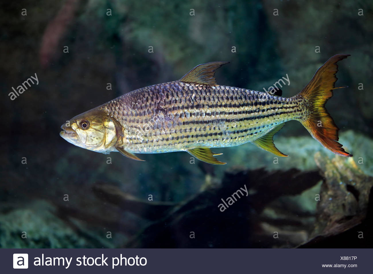 Bonefish High Resolution Stock Photography and Images - Alamy