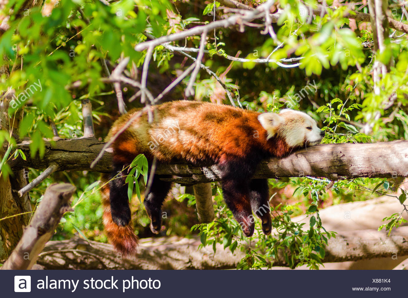 Brown Bear Tail Stock Photos & Brown Bear Tail Stock Images - Alamy