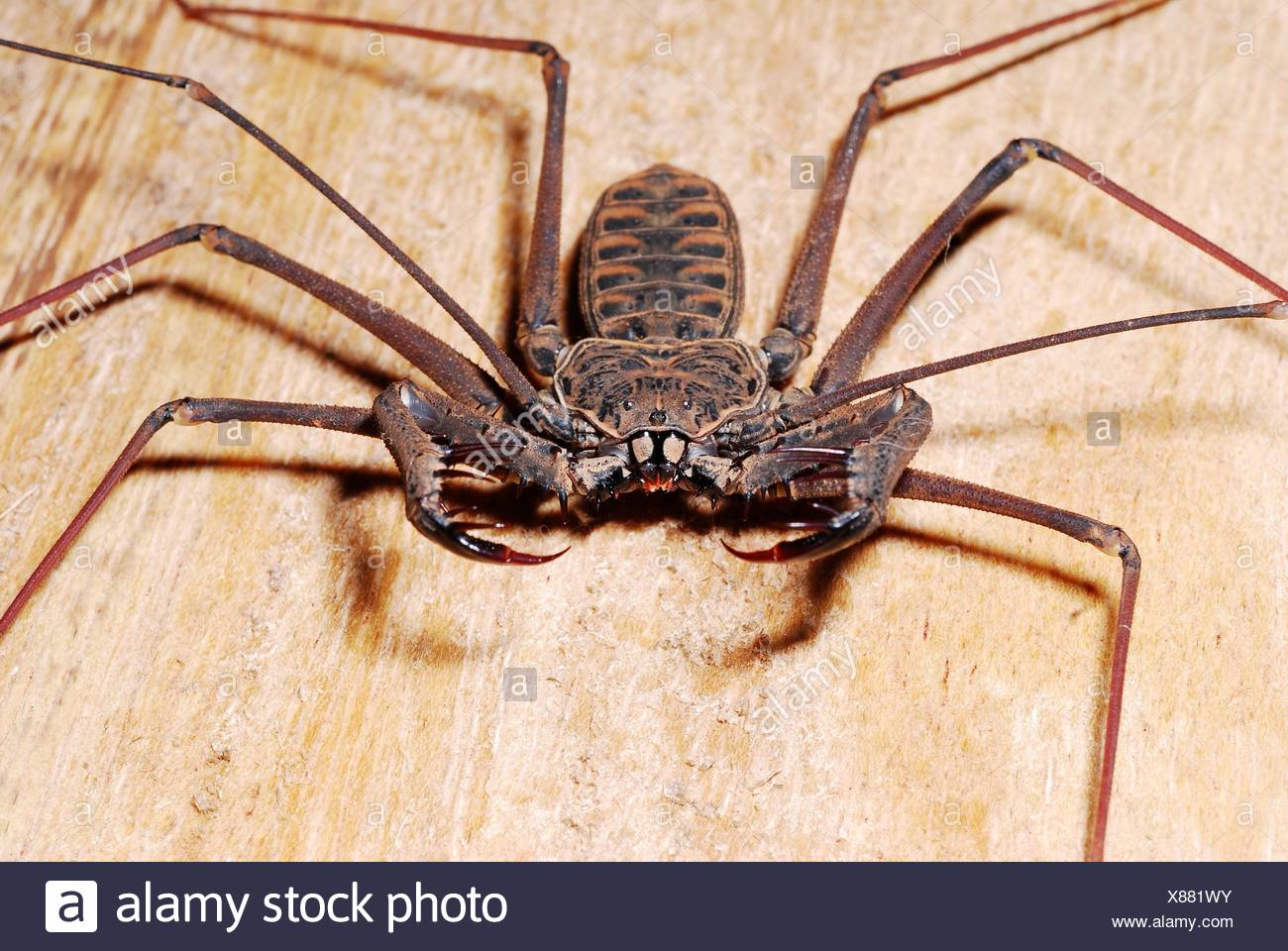 Whip Spider High Resolution Stock Photography and Images - Alamy