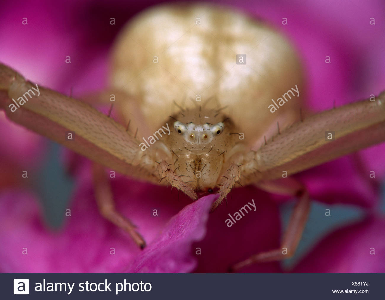 Female Spider Crab High Resolution Stock Photography and Images - Alamy