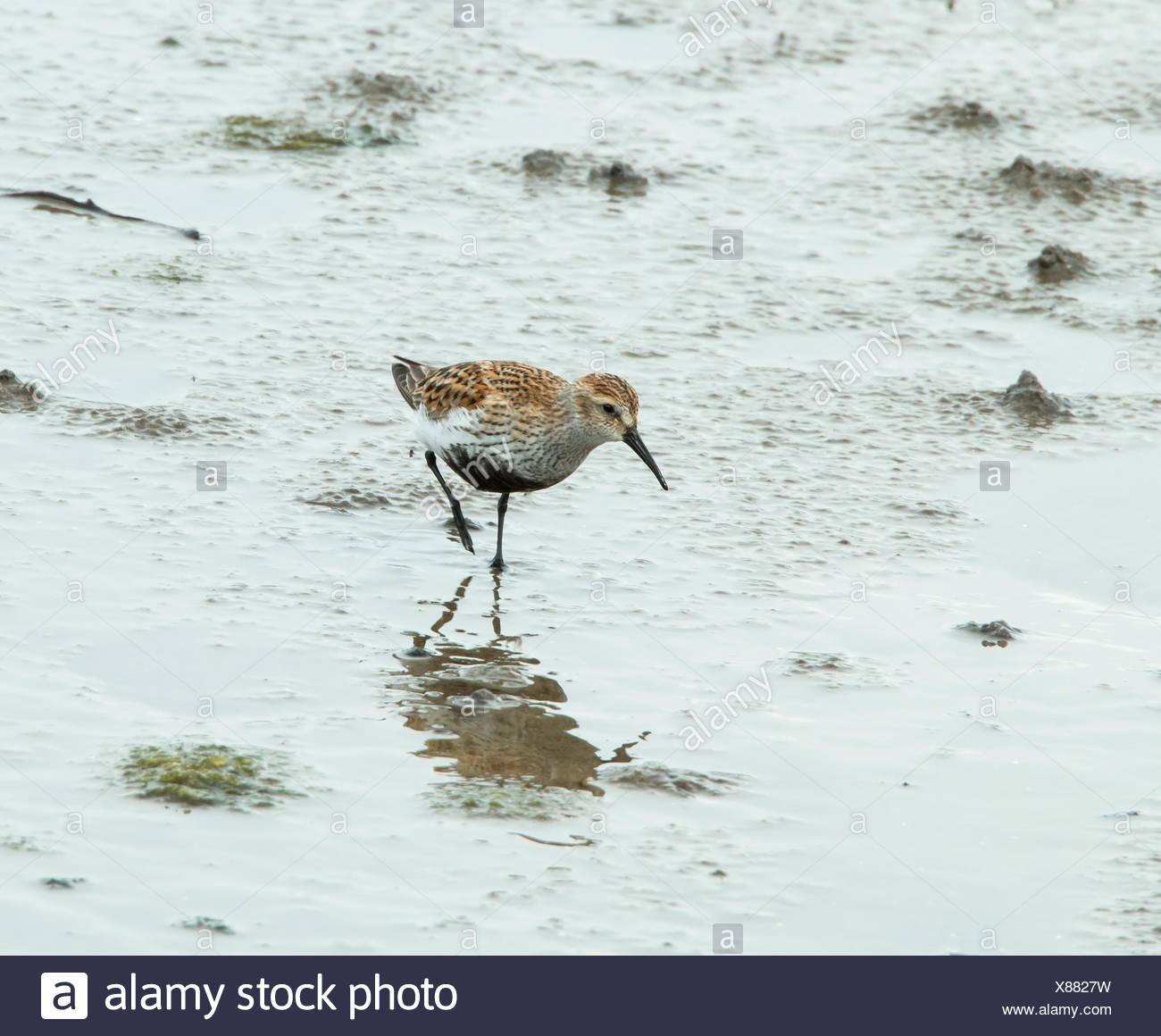 Small Wader High Resolution Stock Photography and Images - Alamy