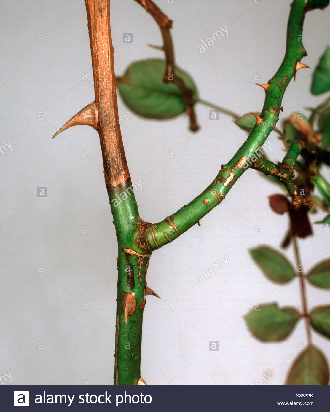 Albertine Rose High Resolution Stock Photography and Images - Alamy