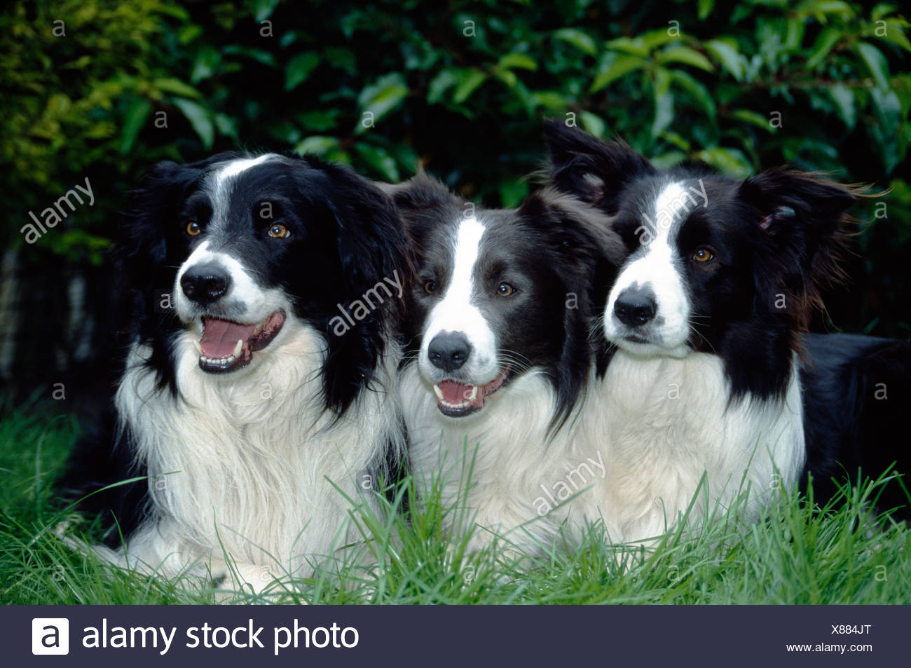 Scottish Border Collies Stock Photos & Scottish Border Collies Stock ...