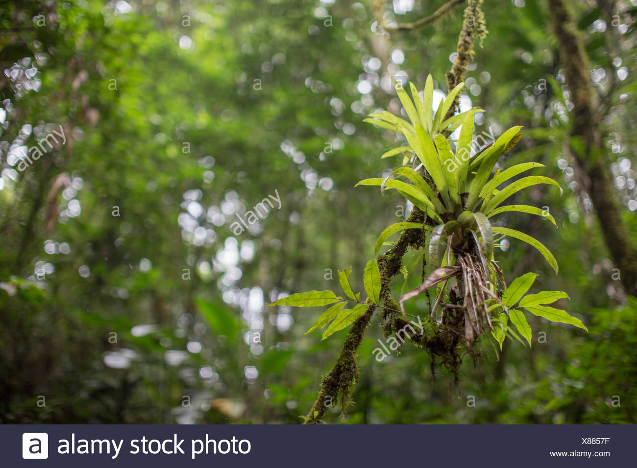 Epiphytic Bromeliads Stock Photos & Epiphytic Bromeliads Stock Images ...