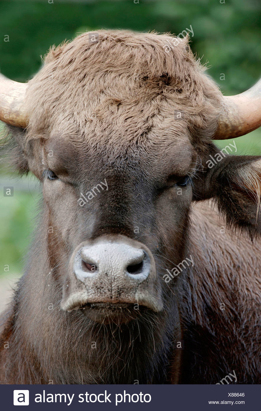 Seladang High Resolution Stock Photography and Images - Alamy