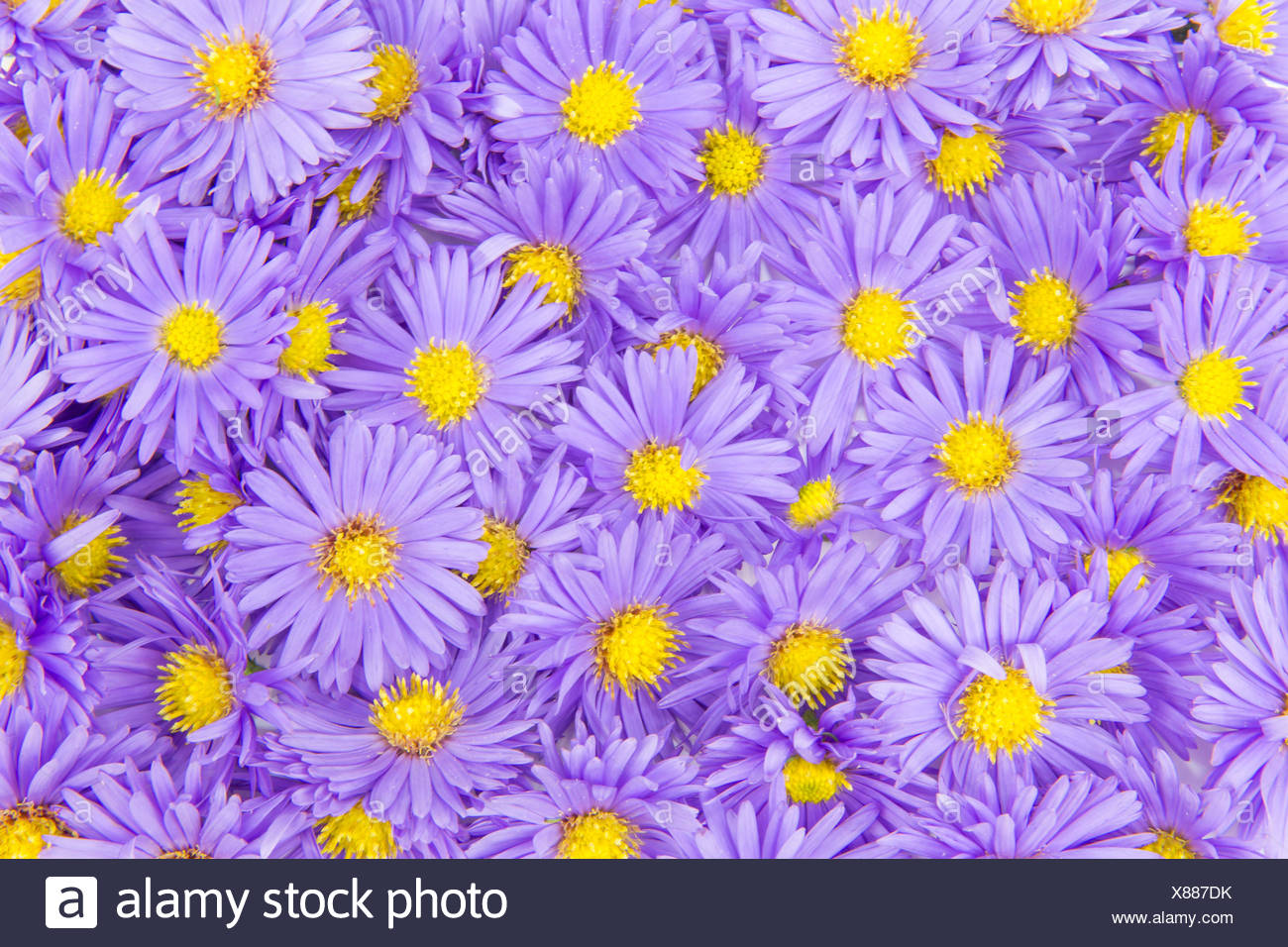 Bushy Background High Resolution Stock Photography and Images - Alamy