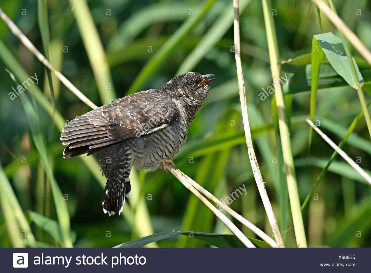 Young Cuckoo Stock Photos & Young Cuckoo Stock Images - Alamy