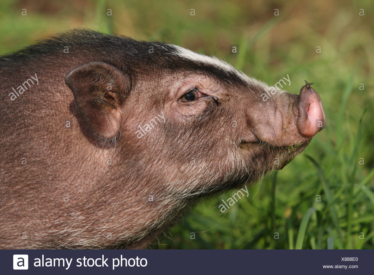 Funny Pigs High Resolution Stock Photography and Images - Alamy