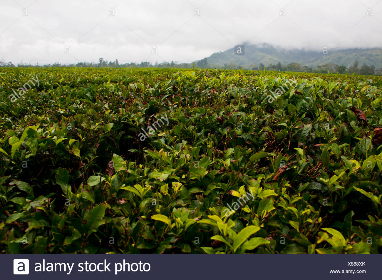 Highlands Papua New Guinea Farming Stock Photos & Highlands Papua New ...