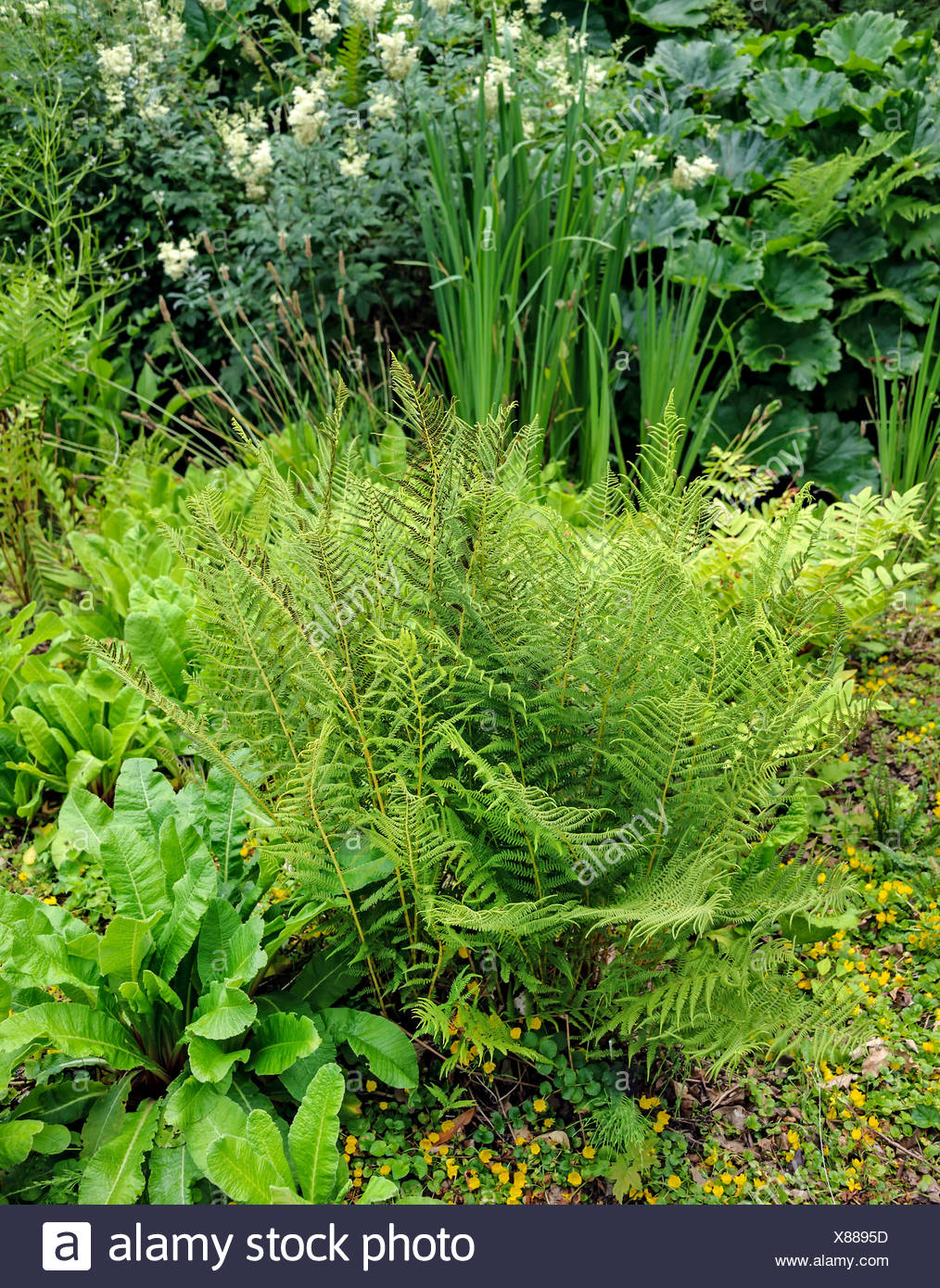 Lady Ferns Athyrium Filix Femina High Resolution Stock Photography and ...