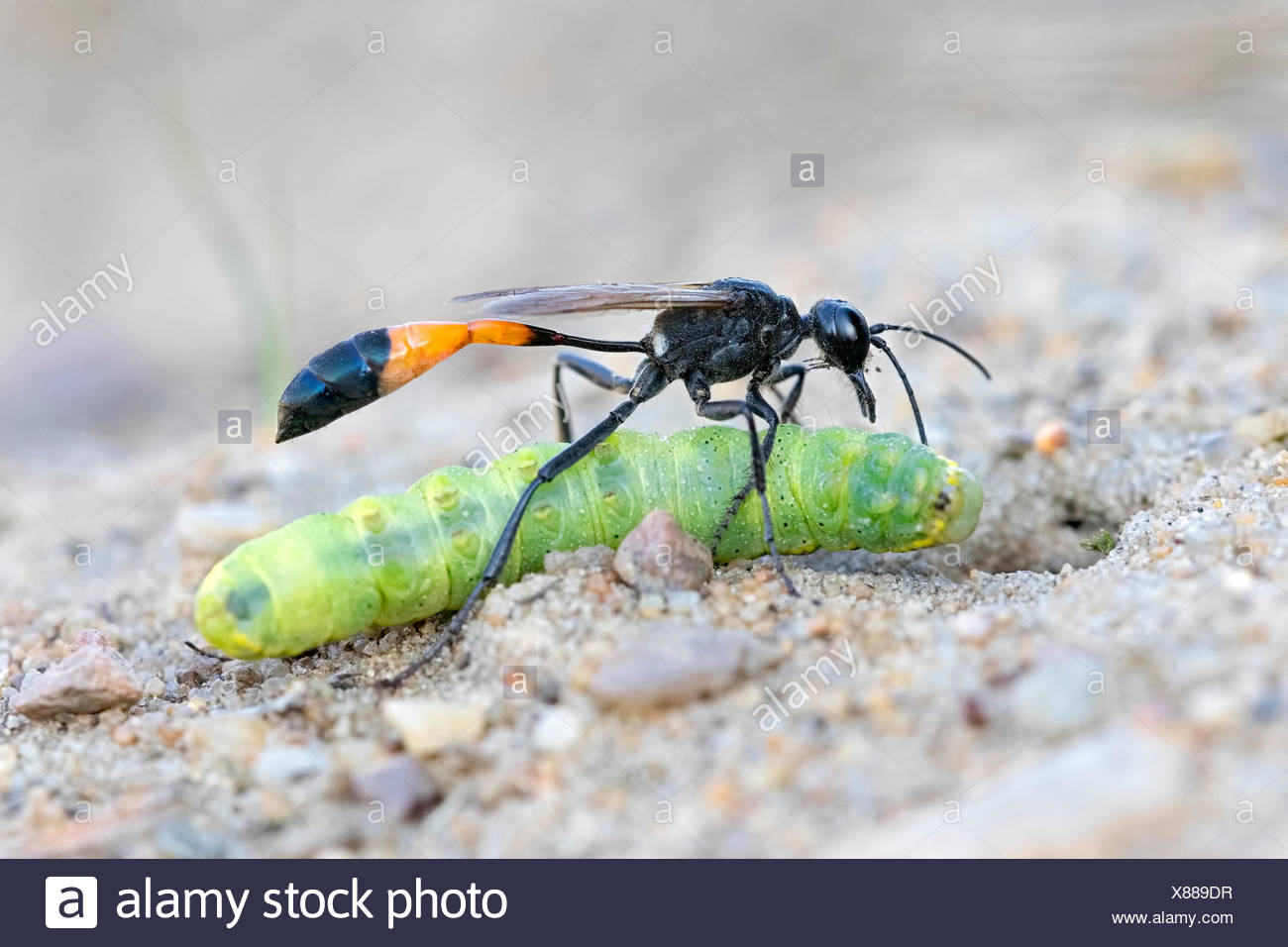 Nesting Butterfly High Resolution Stock Photography and Images - Alamy