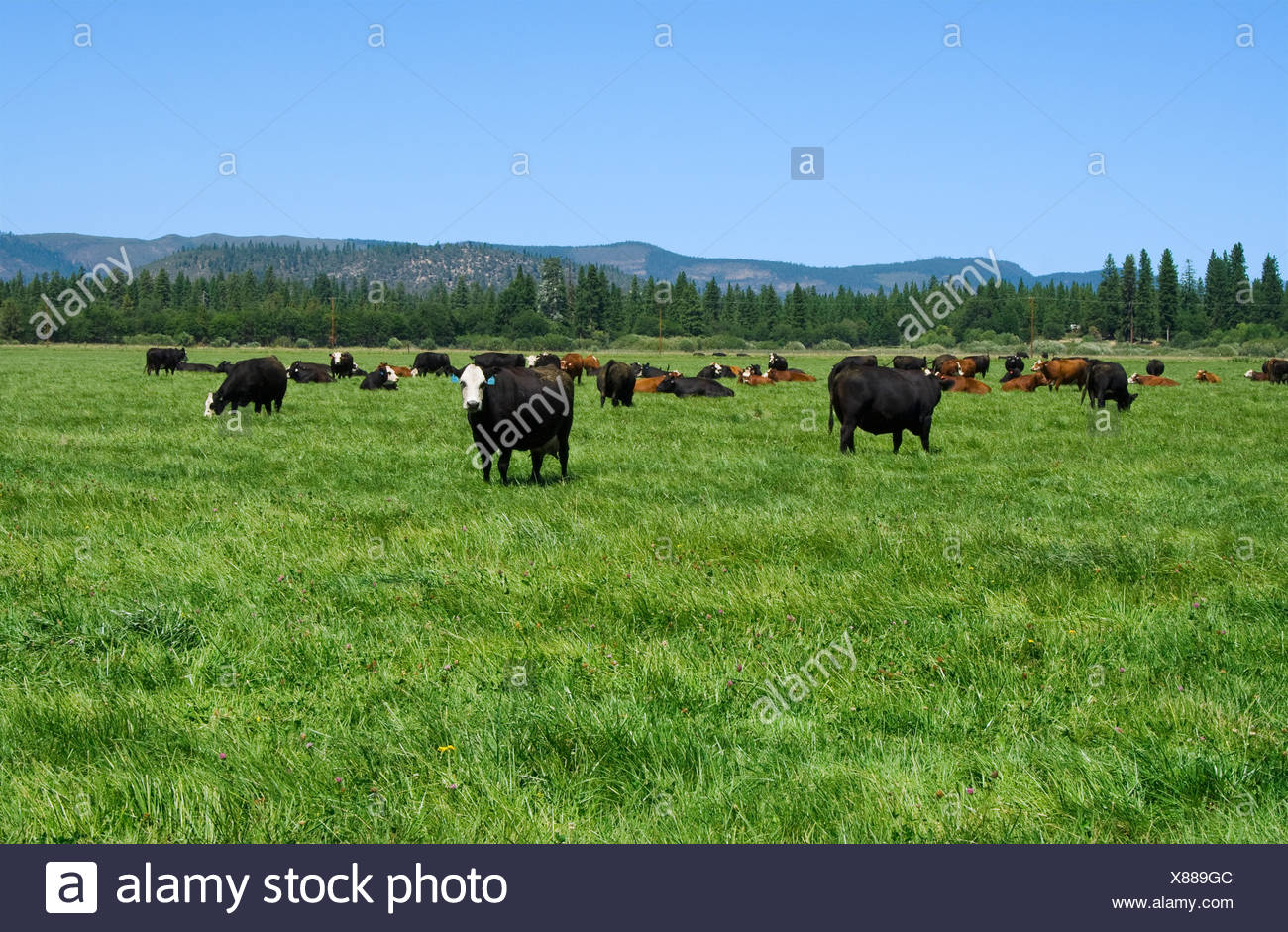 Grass Feed Cattle High Resolution Stock Photography and Images - Alamy