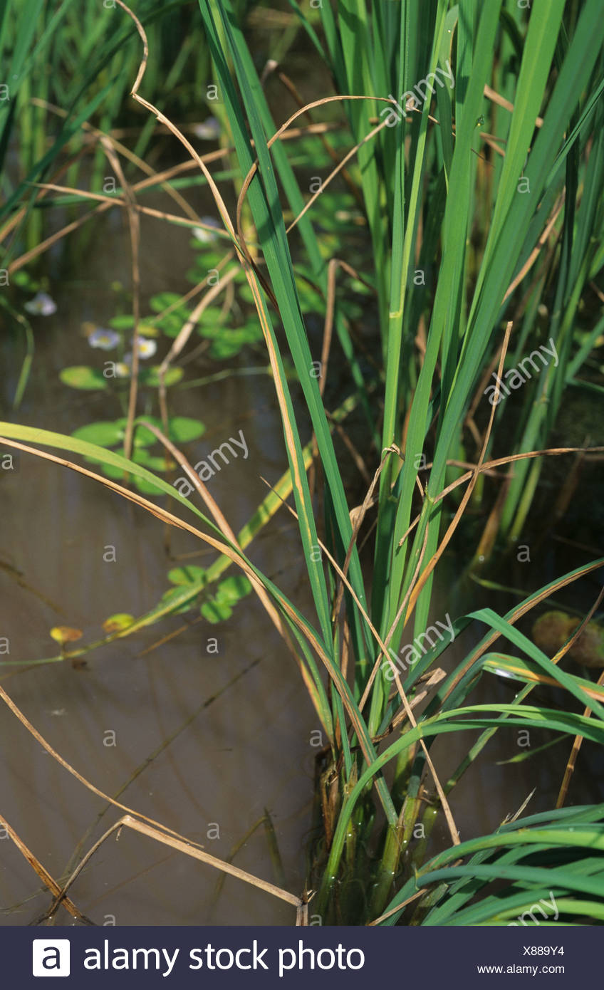 Xanthomonas High Resolution Stock Photography and Images - Alamy