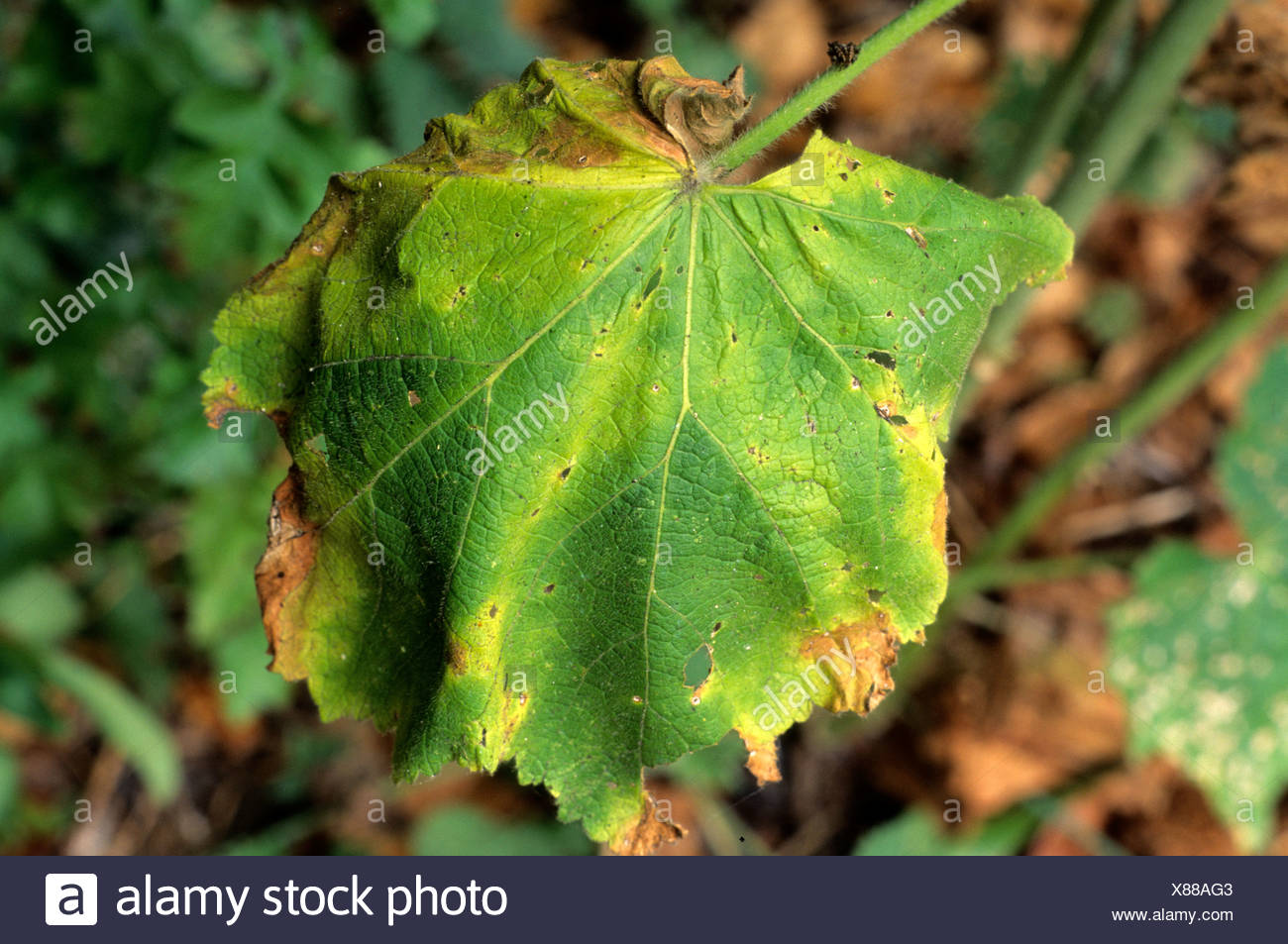 Rust Diseases High Resolution Stock Photography and Images - Alamy
