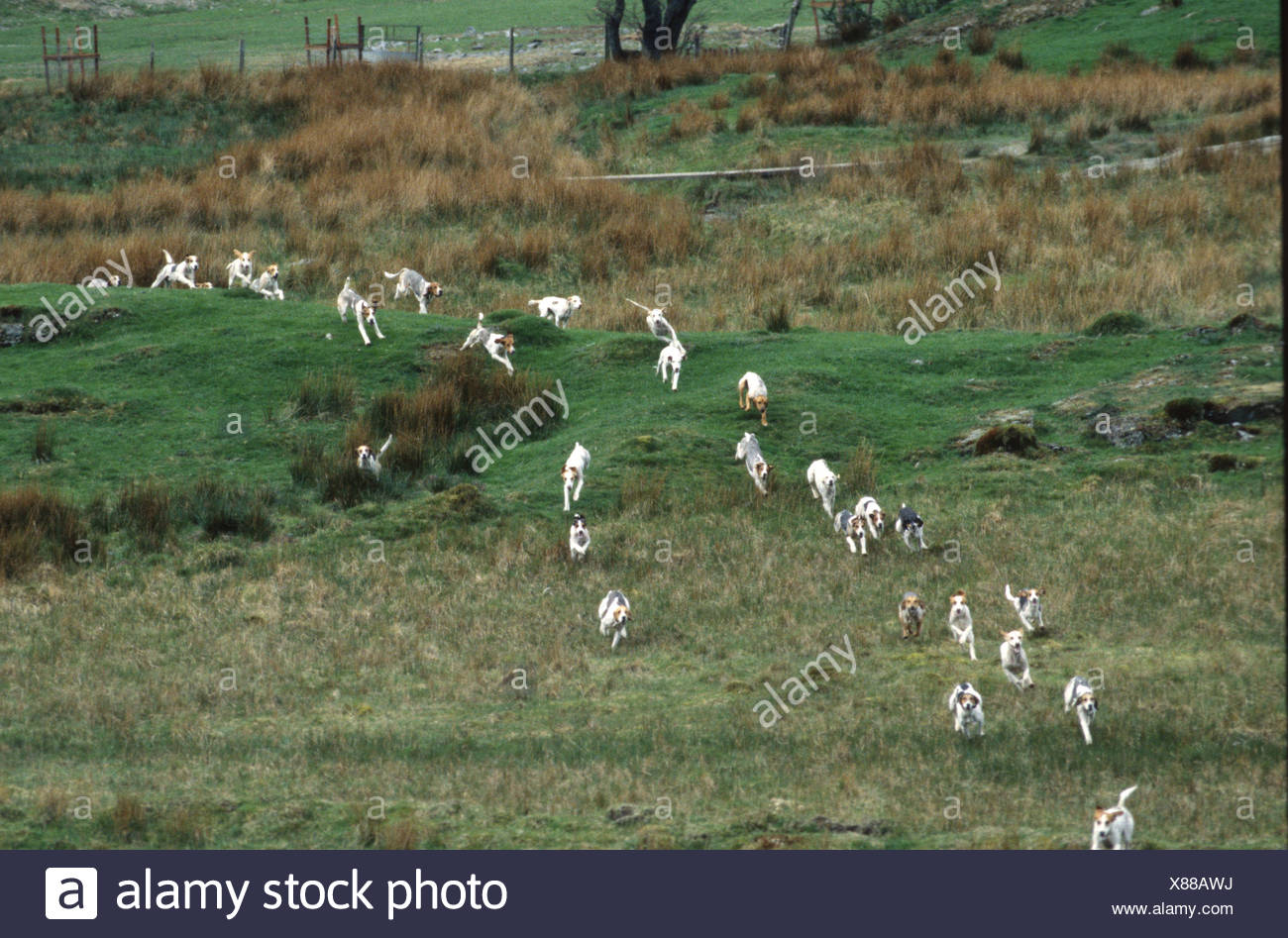 Hound Trailing High Resolution Stock Photography and Images - Alamy
