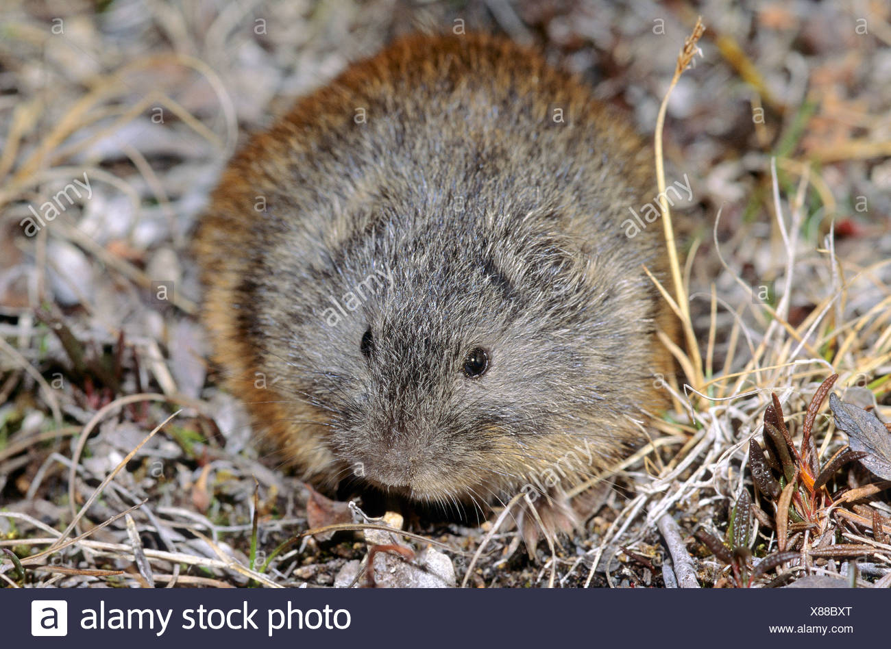 Lemmus Sibiricus High Resolution Stock Photography and Images - Alamy
