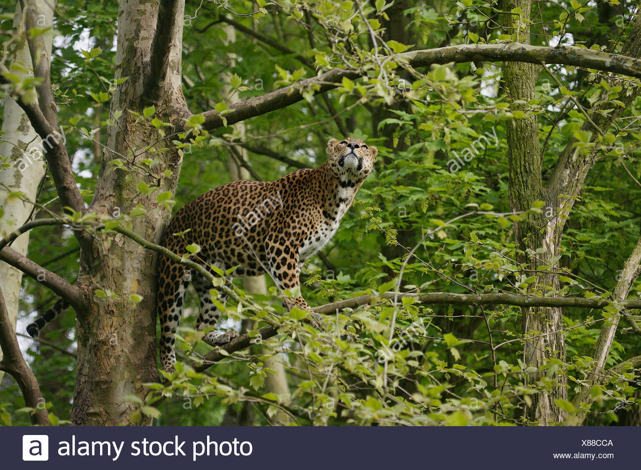 Leopard In Tree Stock Photos & Leopard In Tree Stock Images - Alamy