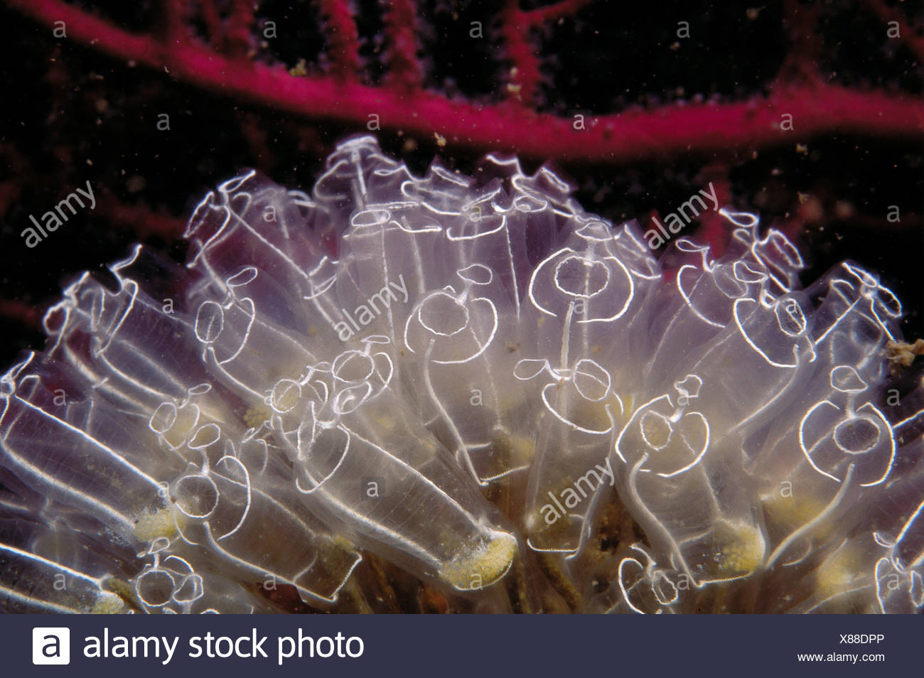 Tunicate Bulb High Resolution Stock Photography and Images - Alamy