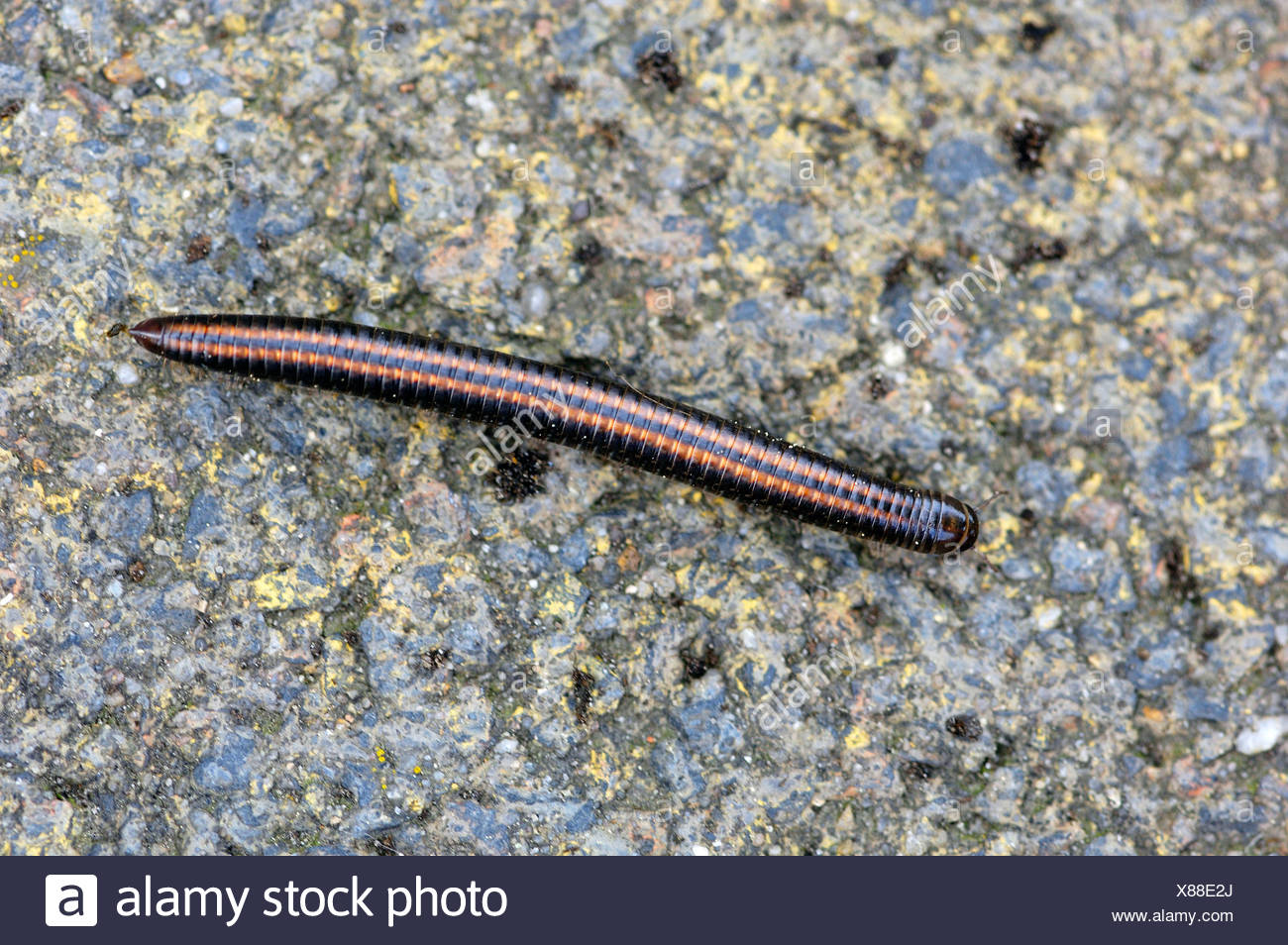 Millepedes Stock Photos & Millepedes Stock Images - Alamy