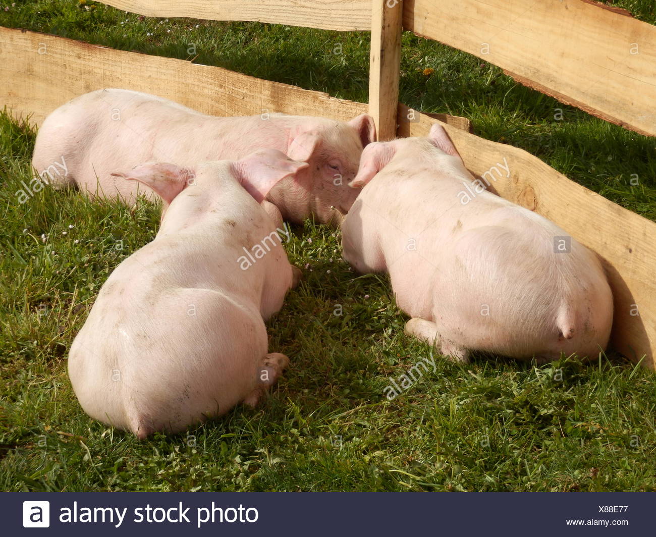 The Three Little Pigs High Resolution Stock Photography and Images - Alamy