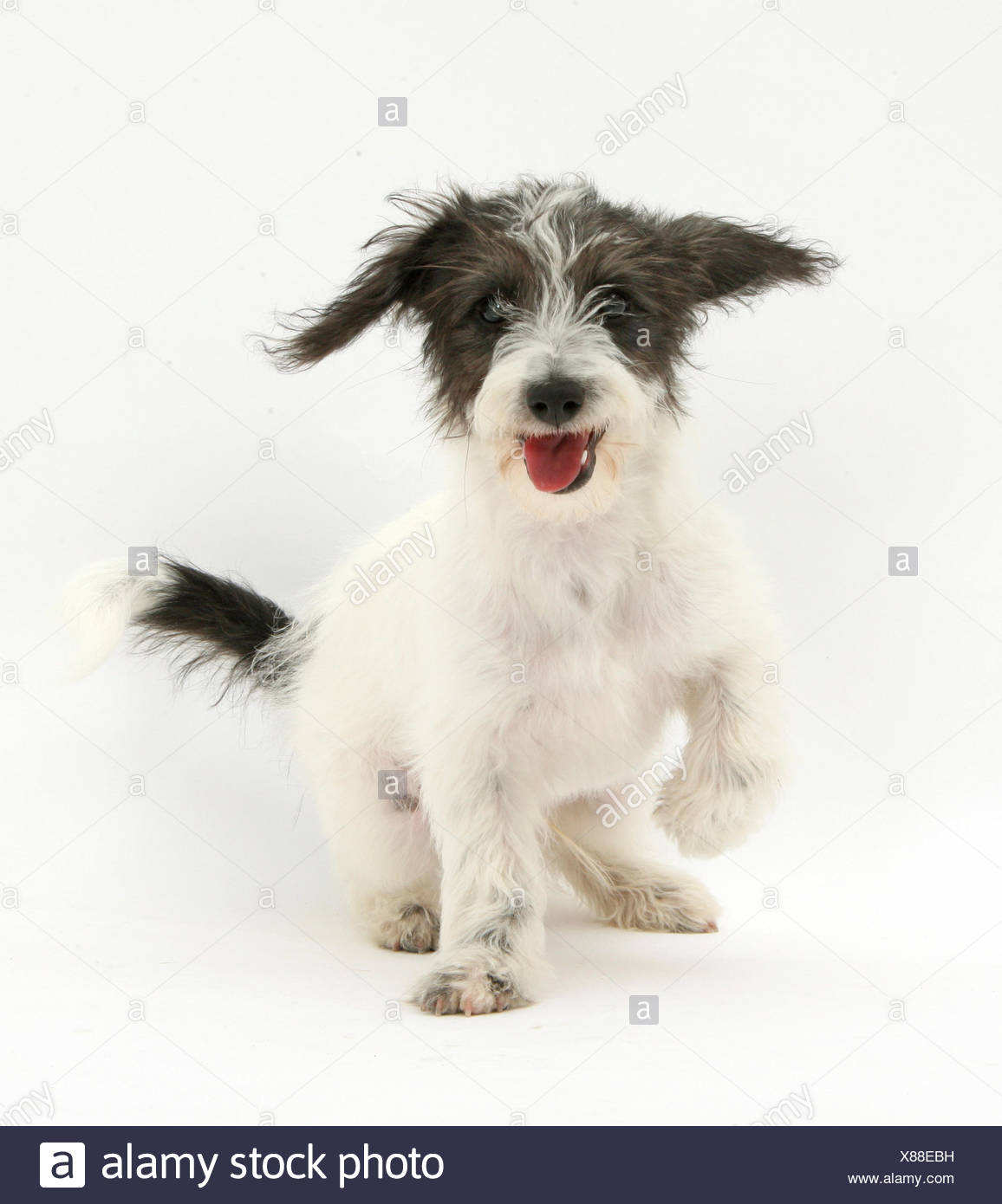 Jack Russell Cross High Resolution Stock Photography and Images - Alamy