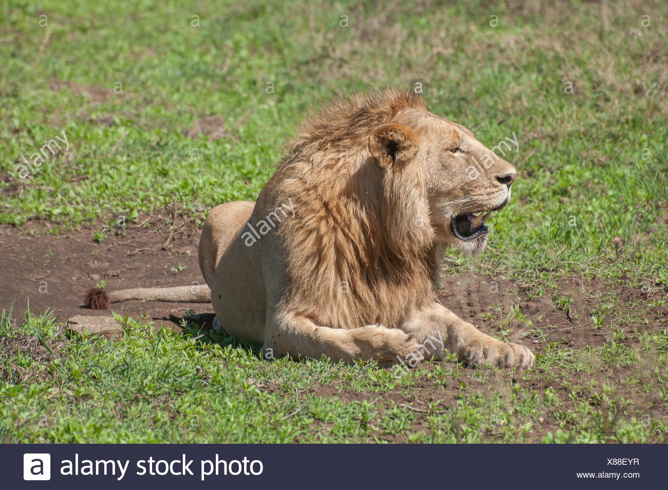 Alpha Male Lion Stock Photos & Alpha Male Lion Stock Images - Alamy