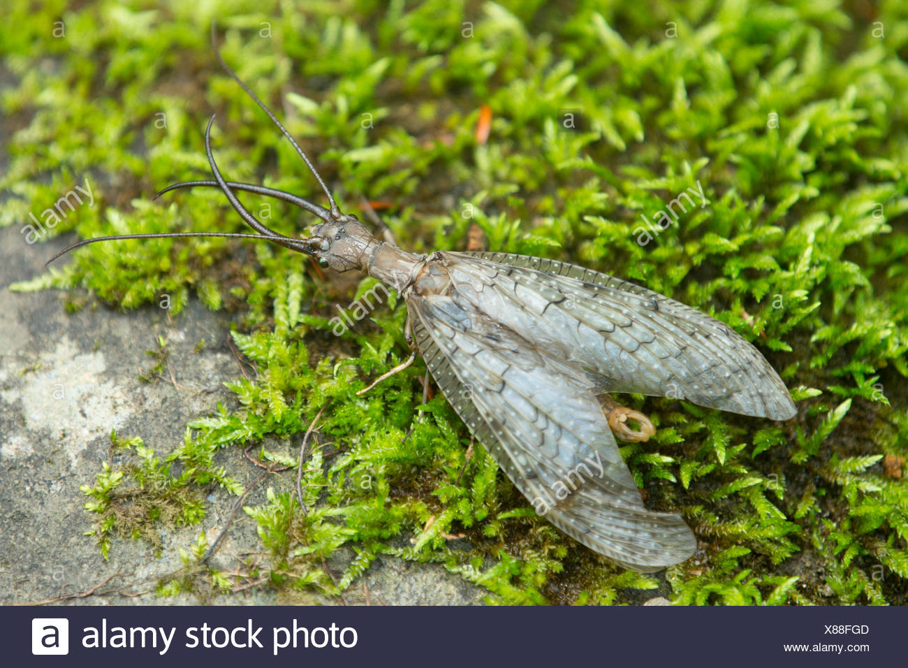 Dobsonflies Stock Photos & Dobsonflies Stock Images - Alamy