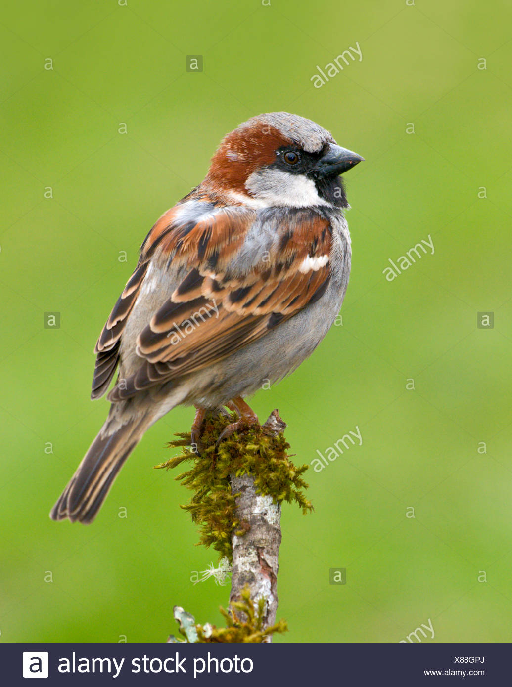 Male House Sparrows High Resolution Stock Photography and Images - Alamy