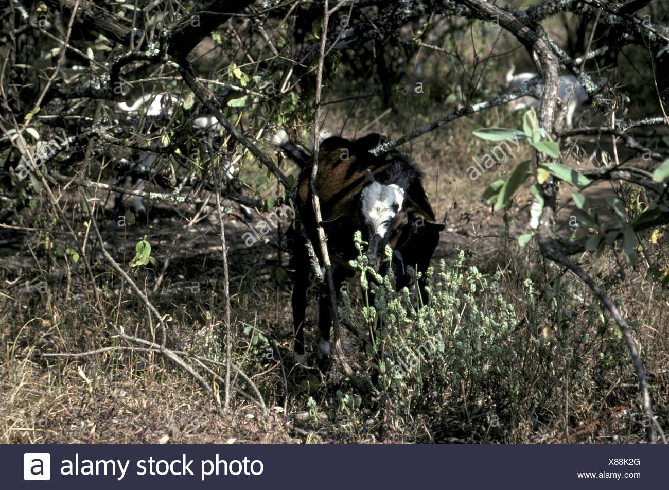 Goat Browsing High Resolution Stock Photography and Images - Alamy
